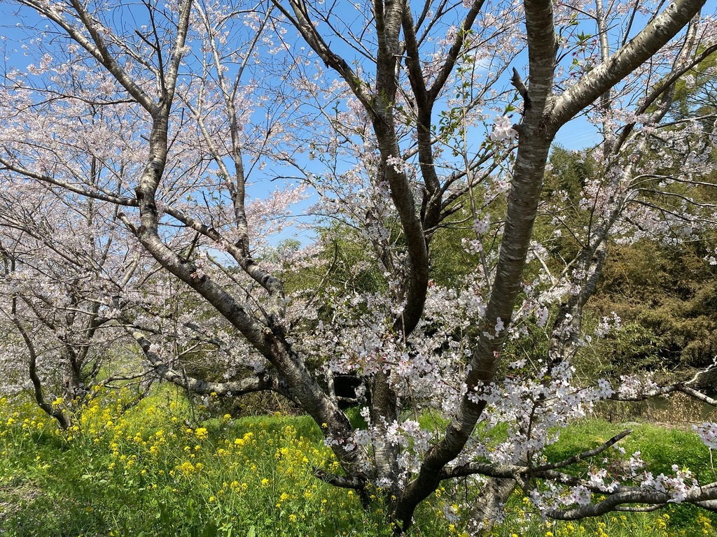 お花見キャンプ② in千葉: Petit-tantan